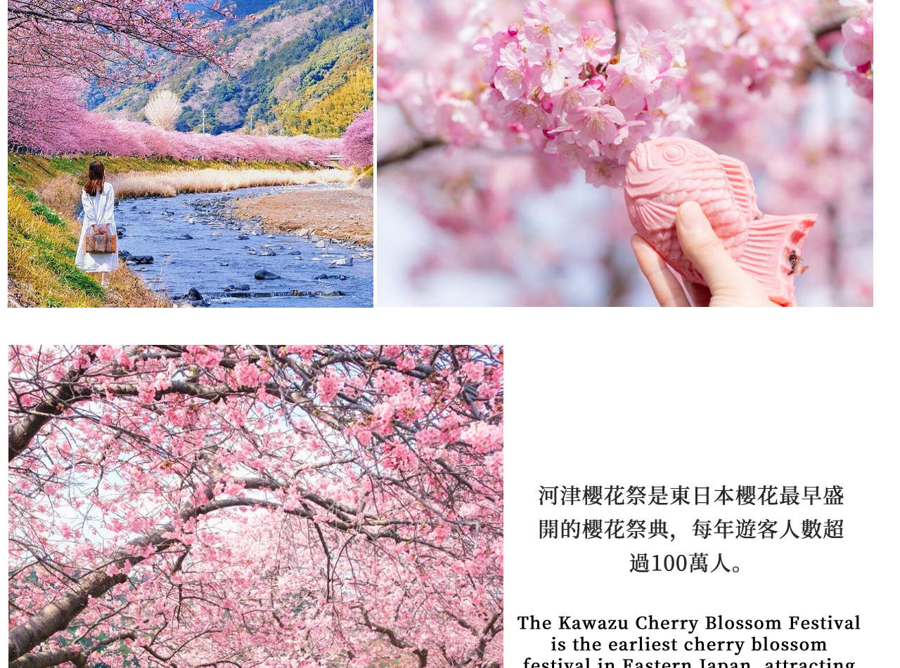 [Early Spring Limited] Kawazu Cherry Blossom Festival × Strawberry ...